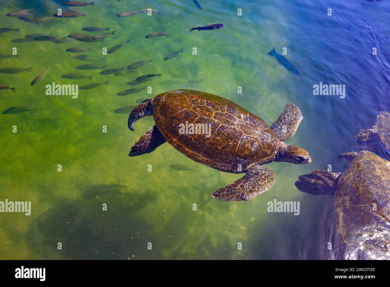 Northern map turtle swimming in the water with a group of fish Stock ...