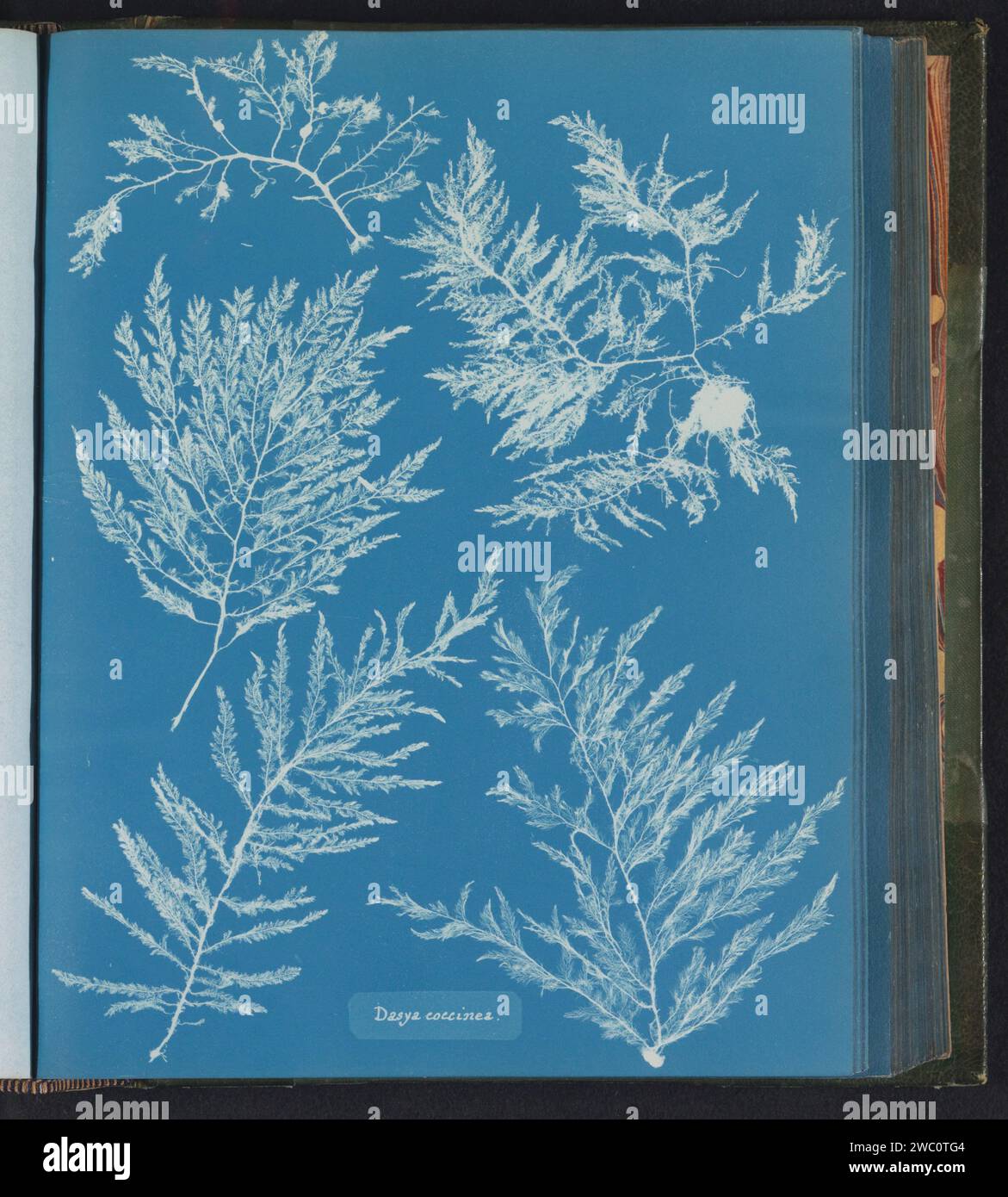 Dasya coccinea hi-res stock photography and images - Alamy