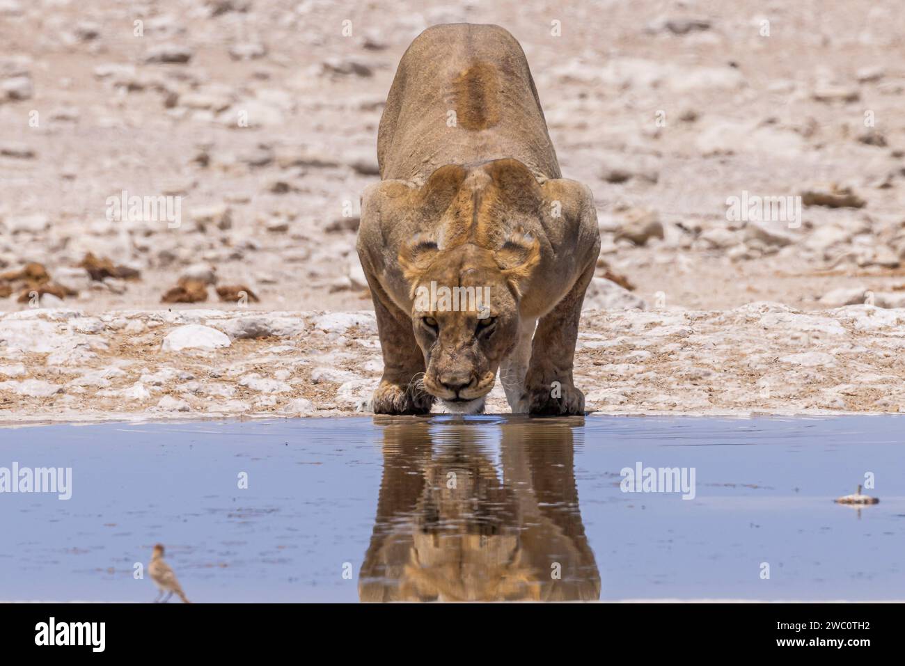 Lion and elephant at waterhole hi-res stock photography and images - Alamy