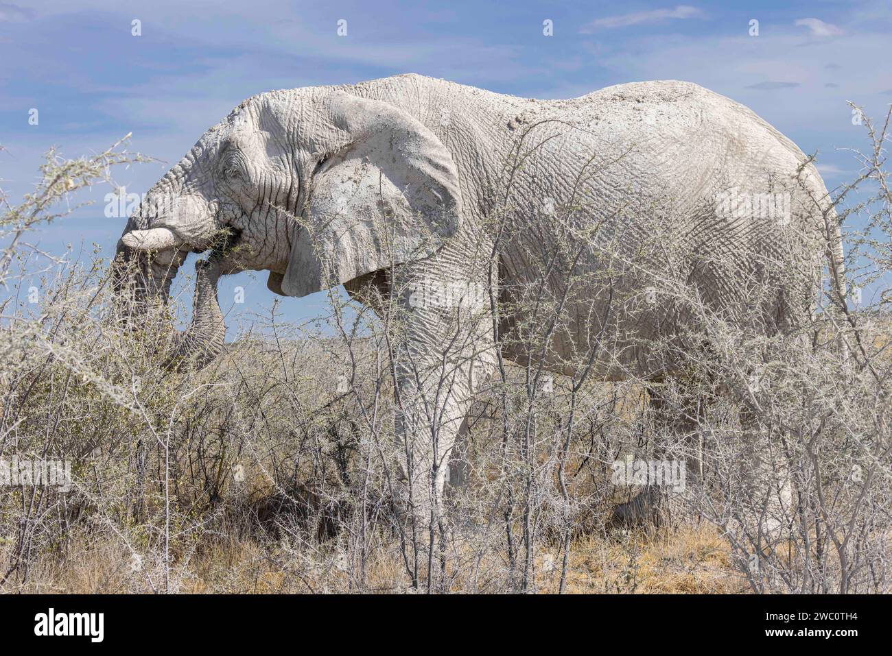 Elephant ghost hi-res stock photography and images - Alamy