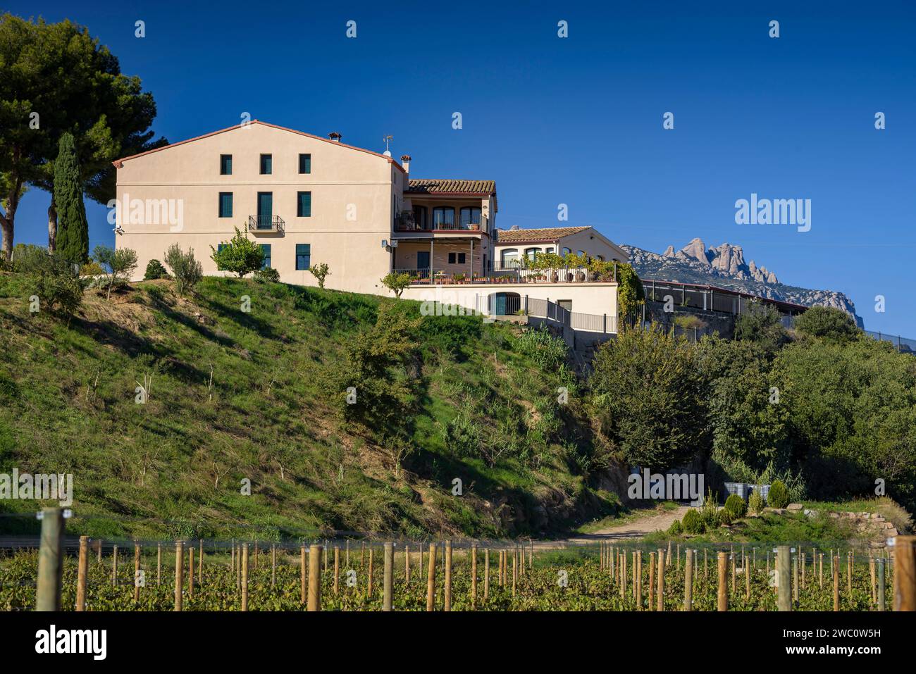 Vineyards in the Ca n'Estruc farmhouse, with the mountain of Montserrat ...