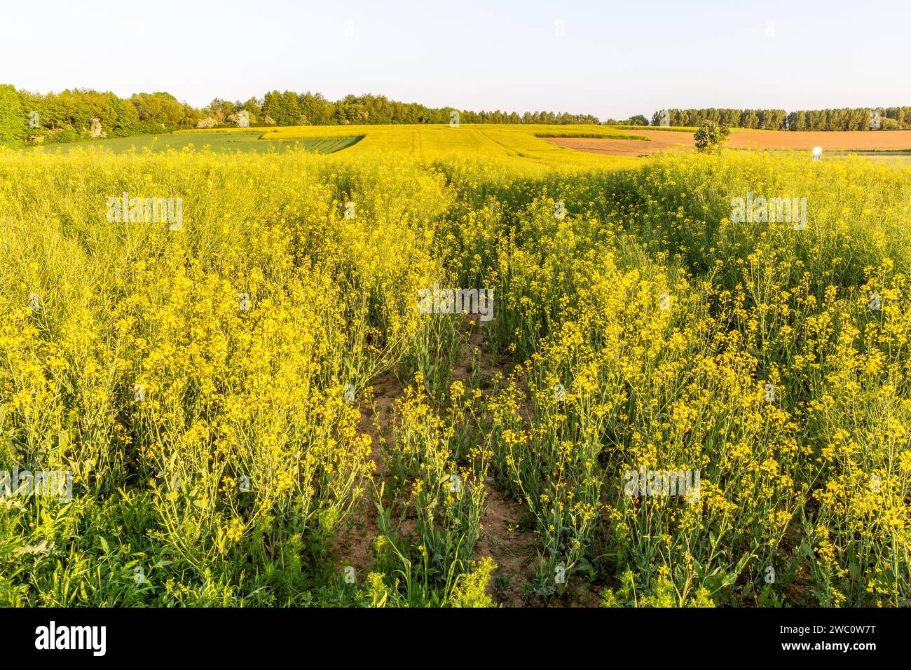 Rapeseed flowering hi-res stock photography and images - Alamy