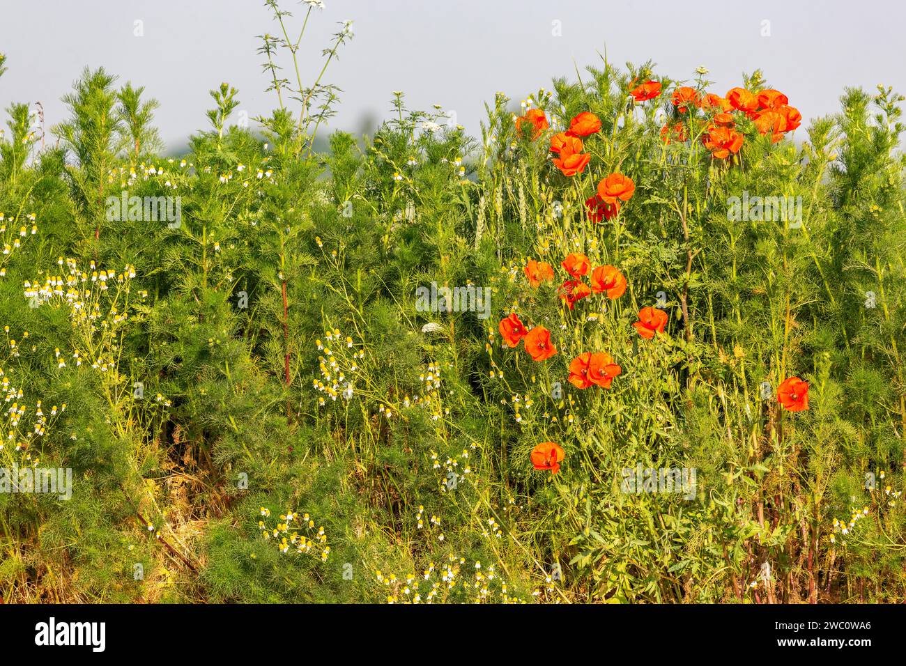 Native bouquet hi-res stock photography and images - Alamy