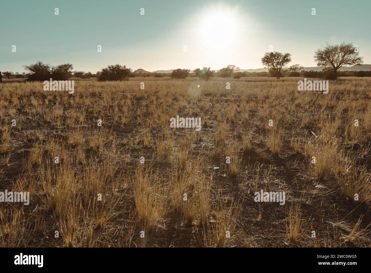 Bushveld and arid grassland hi-res stock photography and images - Alamy