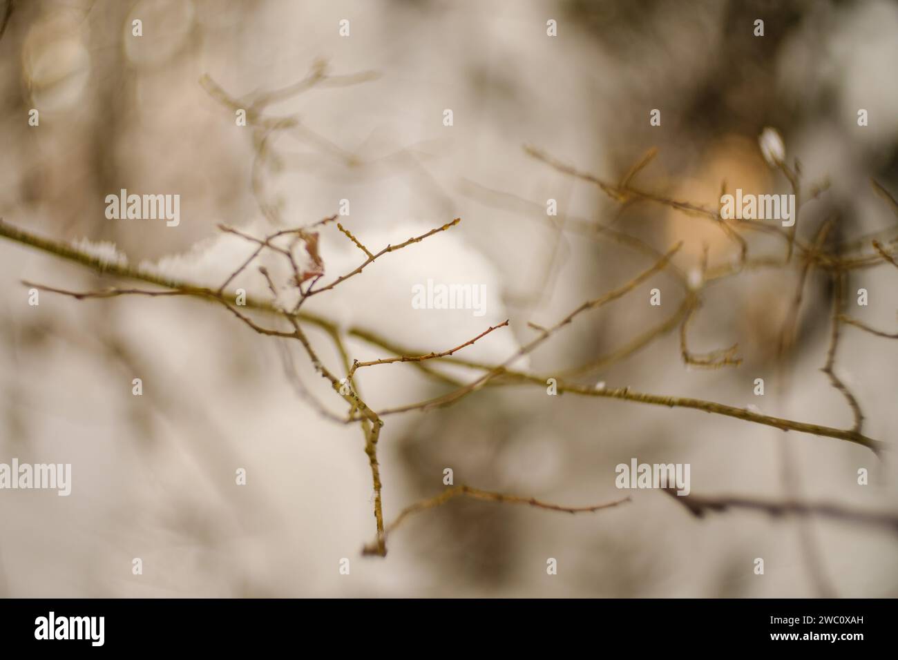 Frozen wood bits hi-res stock photography and images - Alamy