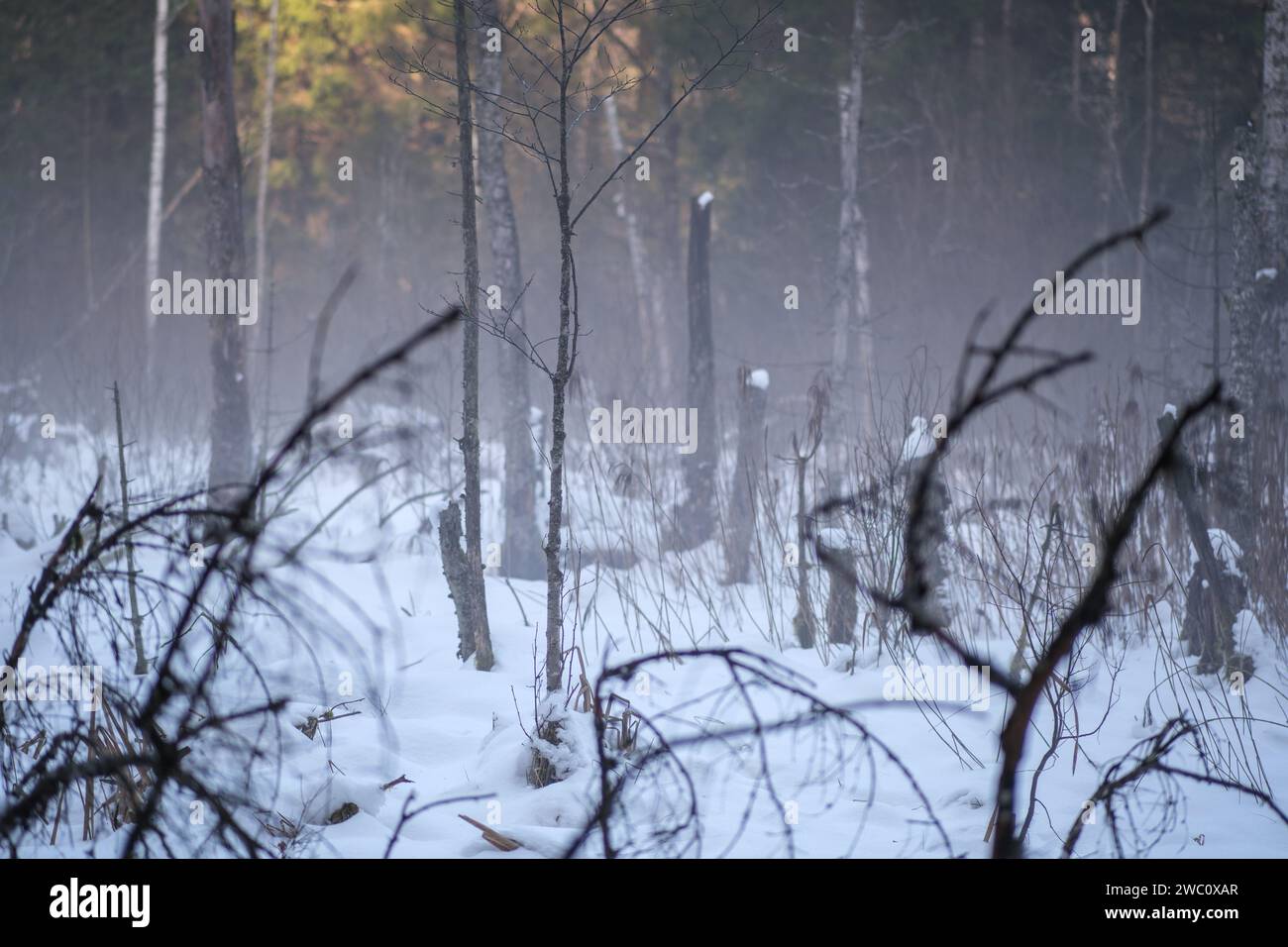 Frozen wood bits hi-res stock photography and images - Alamy
