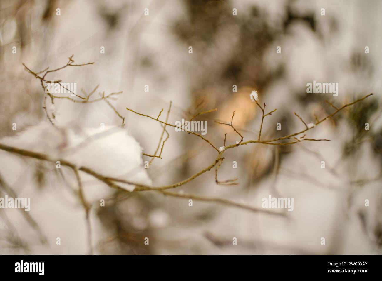 Frozen wood bits hi-res stock photography and images - Alamy