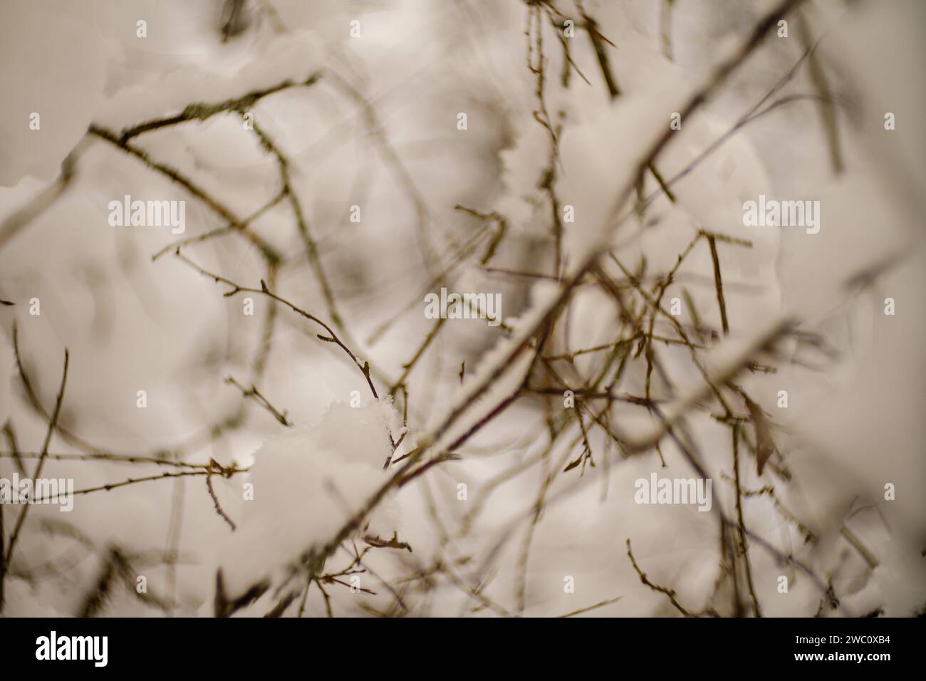 Frozen wood bits hi-res stock photography and images - Alamy