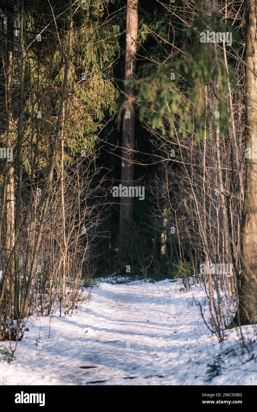 Frozen wood bits hi-res stock photography and images - Alamy