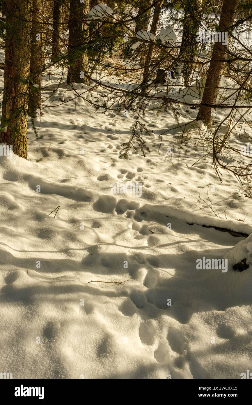 Frozen wood bits hi-res stock photography and images - Alamy