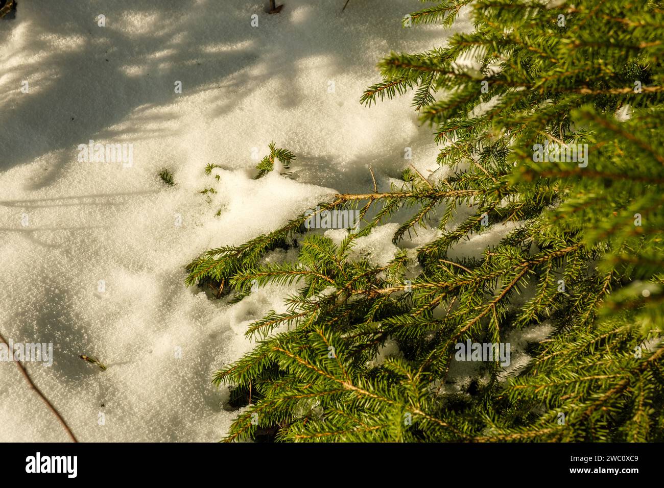 Frozen wood bits hi-res stock photography and images - Alamy