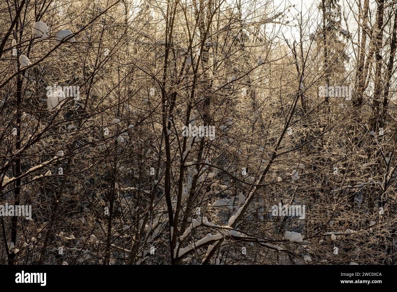 Frozen wood bits hi-res stock photography and images - Alamy