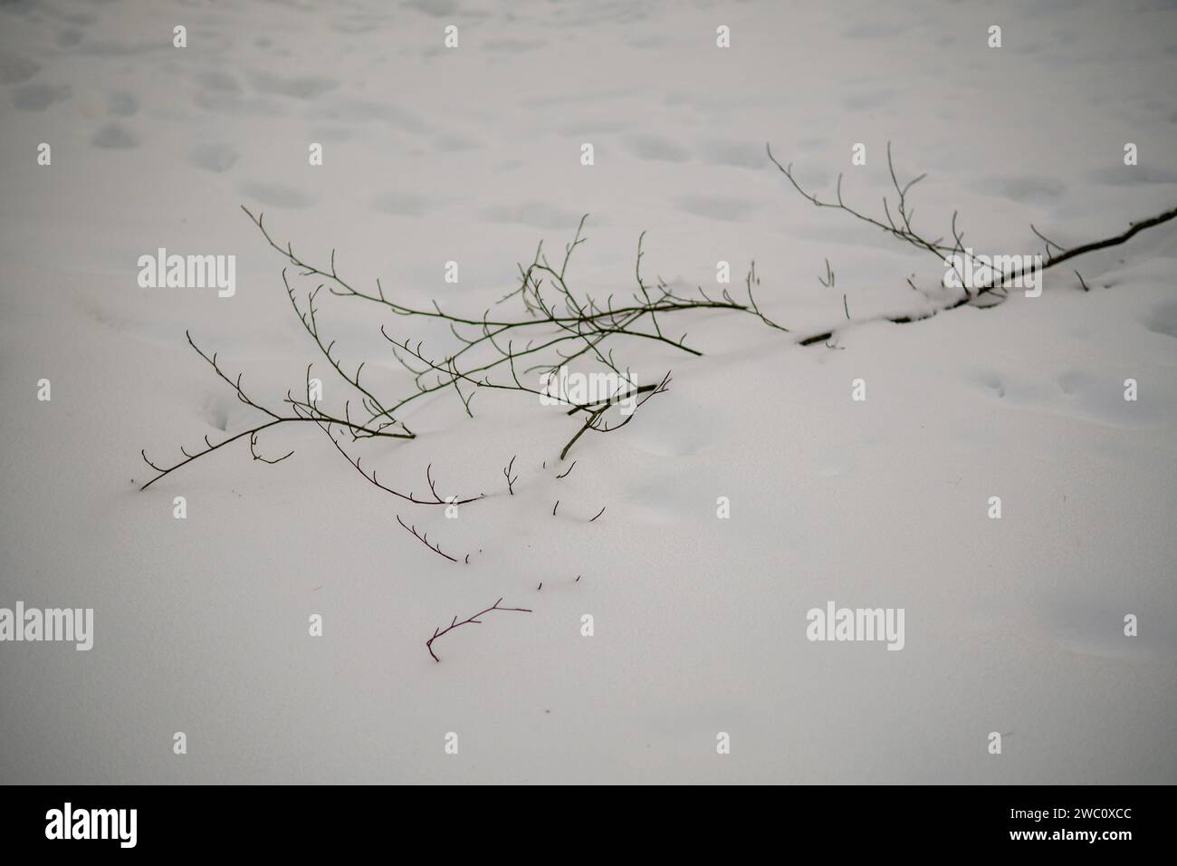 Frozen wood bits hi-res stock photography and images - Alamy