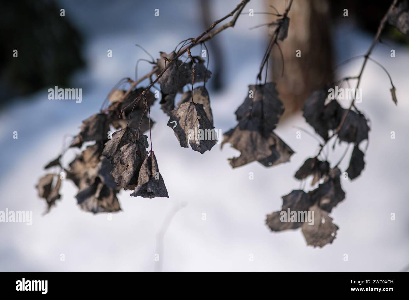Frozen wood bits hi-res stock photography and images - Alamy