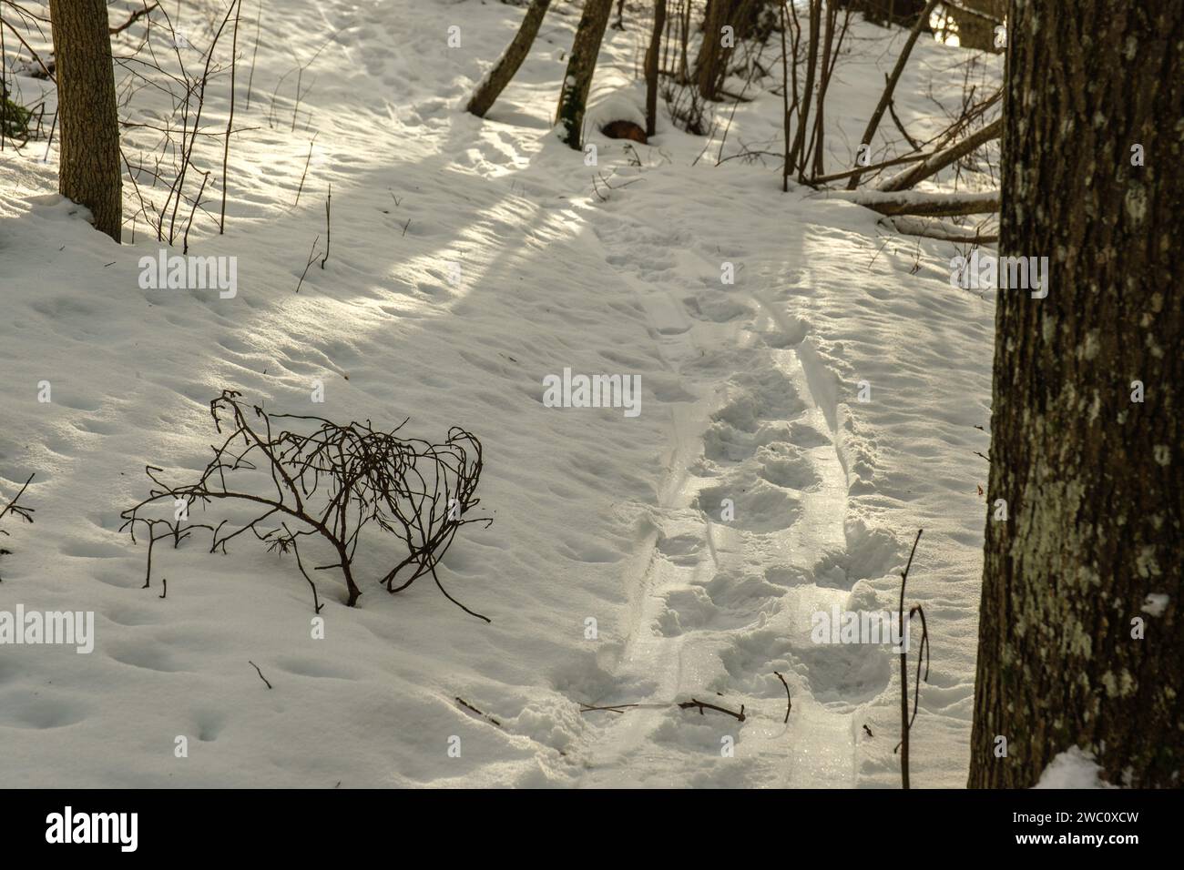 Frozen wood bits hi-res stock photography and images - Alamy