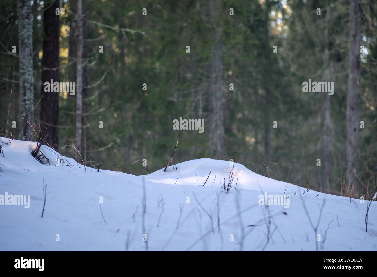 Frozen wood bits hi-res stock photography and images - Alamy