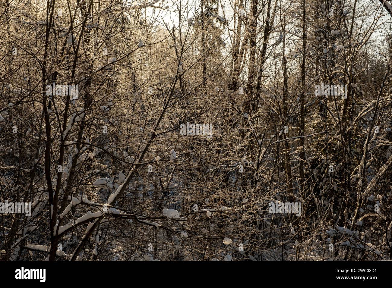 Frozen wood bits hi-res stock photography and images - Alamy