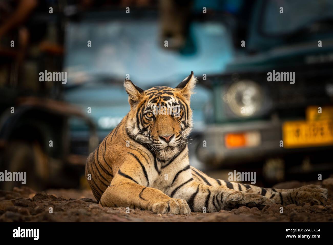Showstopper wild male tiger or panthera tigris closeup sitting in ...