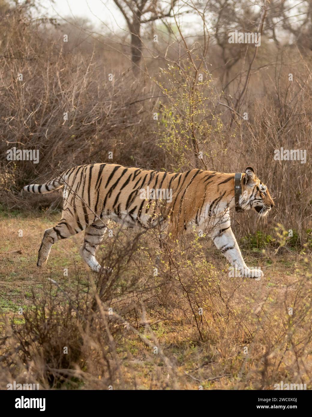 wild bengal female Tiger or panthera tigris with tracking collar on her ...