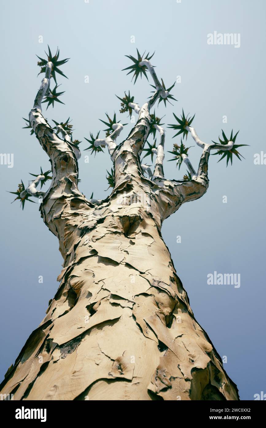 Bark of a quiver tree hi-res stock photography and images - Alamy