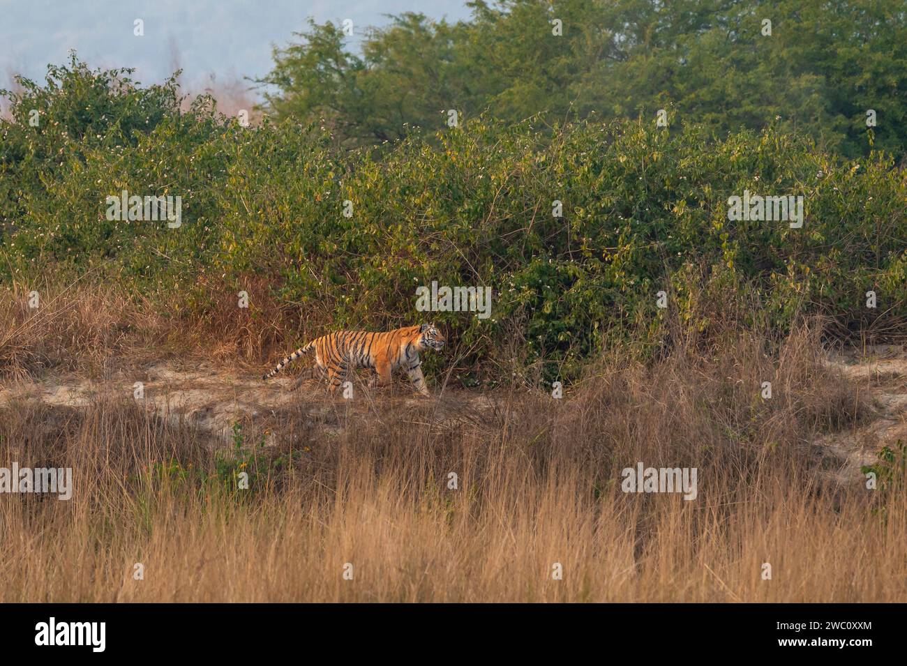 Indian tiger running hi-res stock photography and images - Alamy