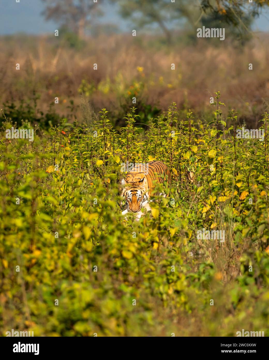 wild female bengal tiger or panthera tigris with spotted deer or chital ...