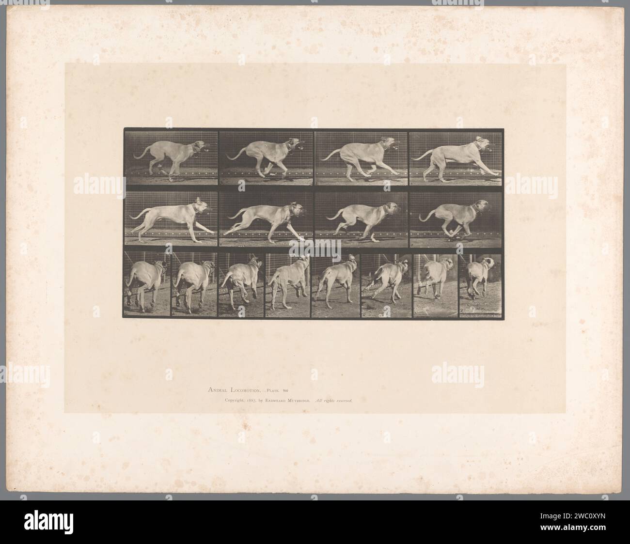 Eadweard muybridge dog hi-res stock photography and images - Alamy