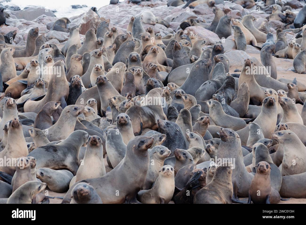 A large group of Cape fur seals relax together on the sand at Cape ...