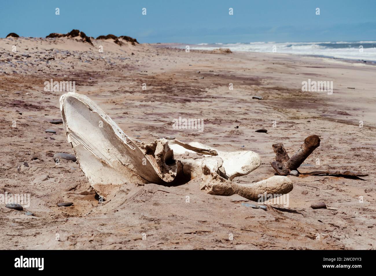 The bones of a whale lie in the sand on the Skeleton Coast in Namibia ...