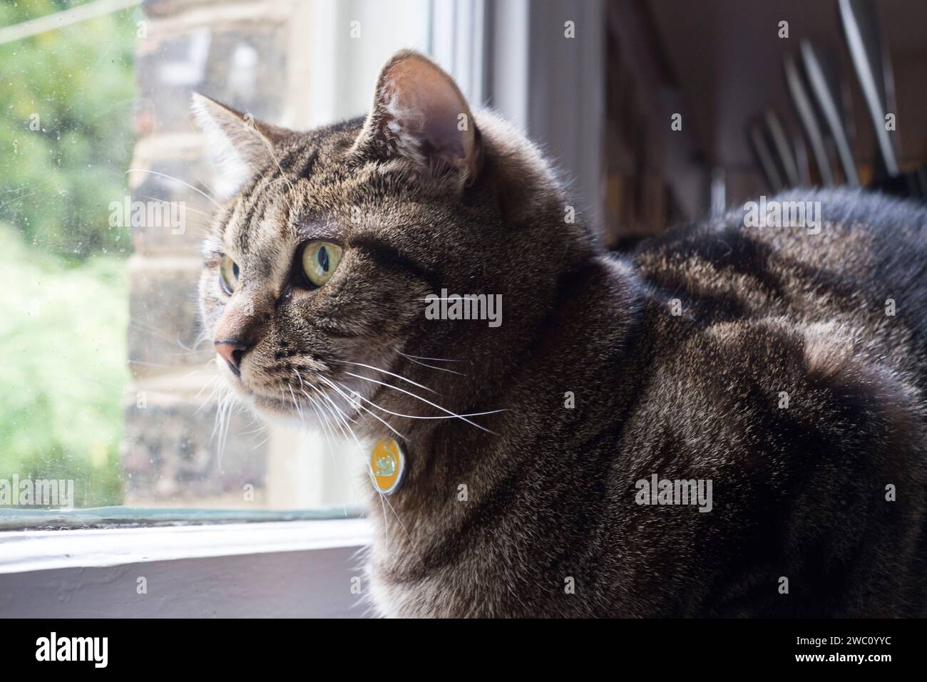 A pet cat looking out of a window Stock Photo - Alamy
