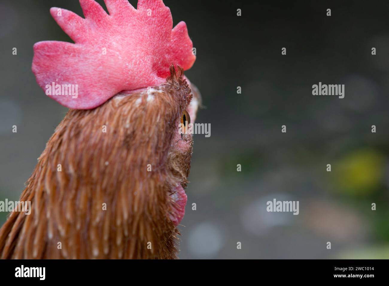 The curvature of a chicken eye Stock Photo - Alamy