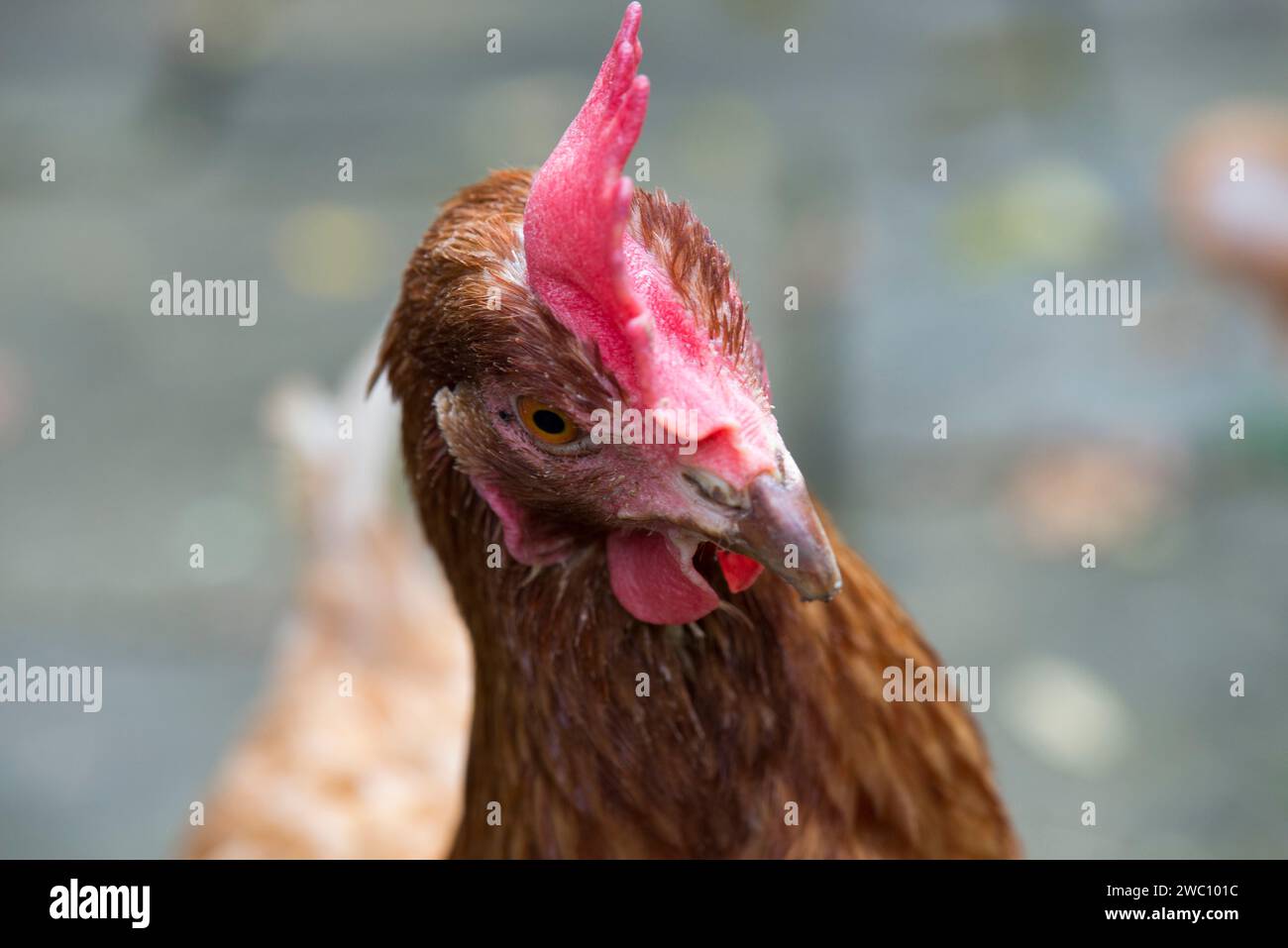 The head of a pet hen Stock Photo - Alamy