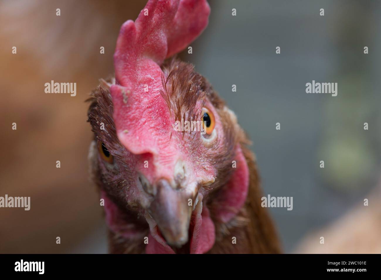 The head of a pet hen Stock Photo - Alamy
