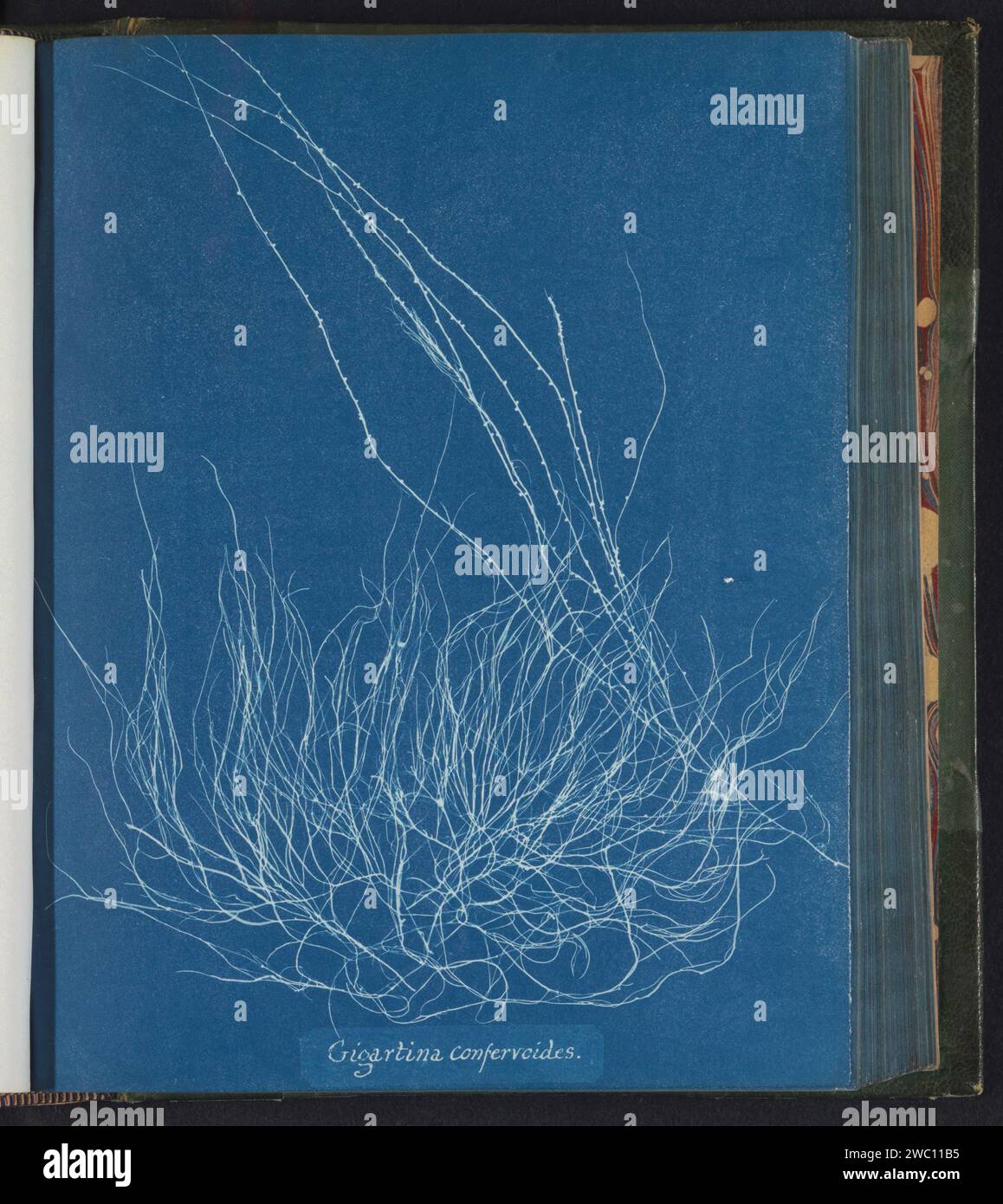 Gigartina confervoides hi-res stock photography and images - Alamy