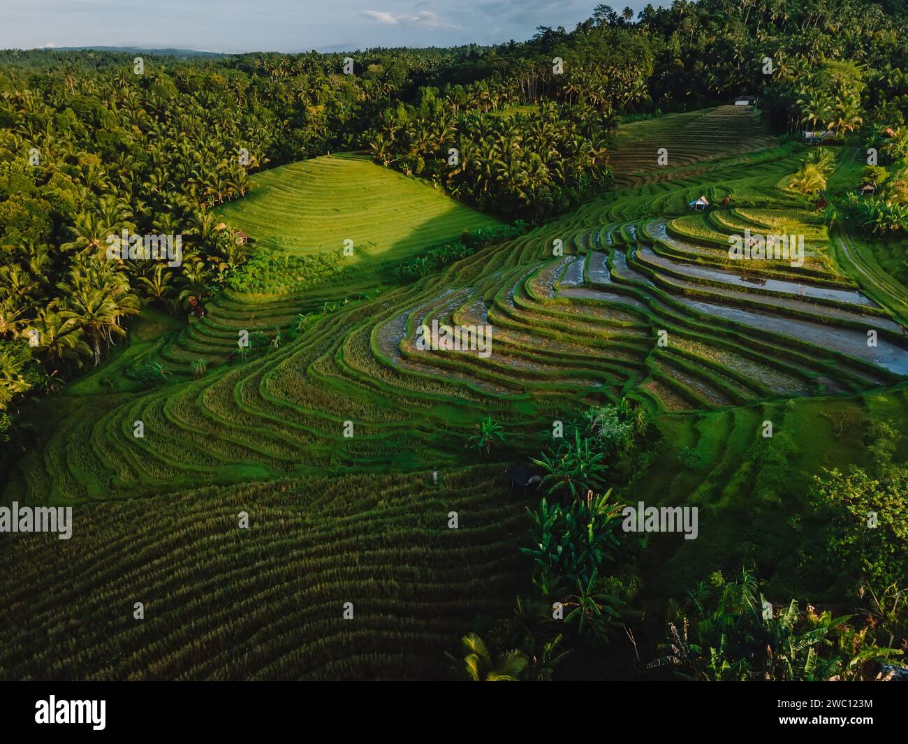 Aerial view of landscape with rice terraces, sunrise tones and shadows ...