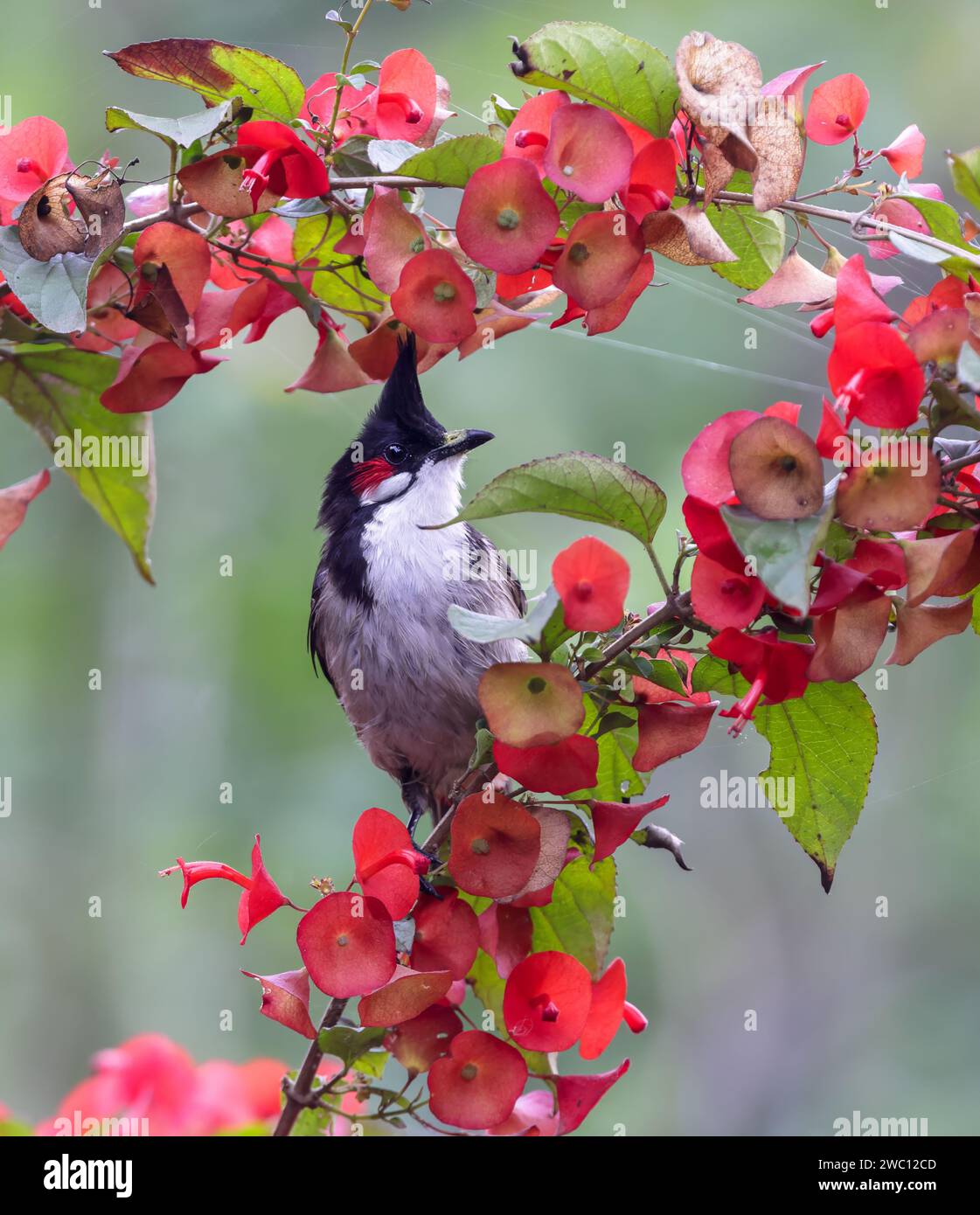 red-whiskered bulbul, or crested bulbul, is a passerine bird native to ...