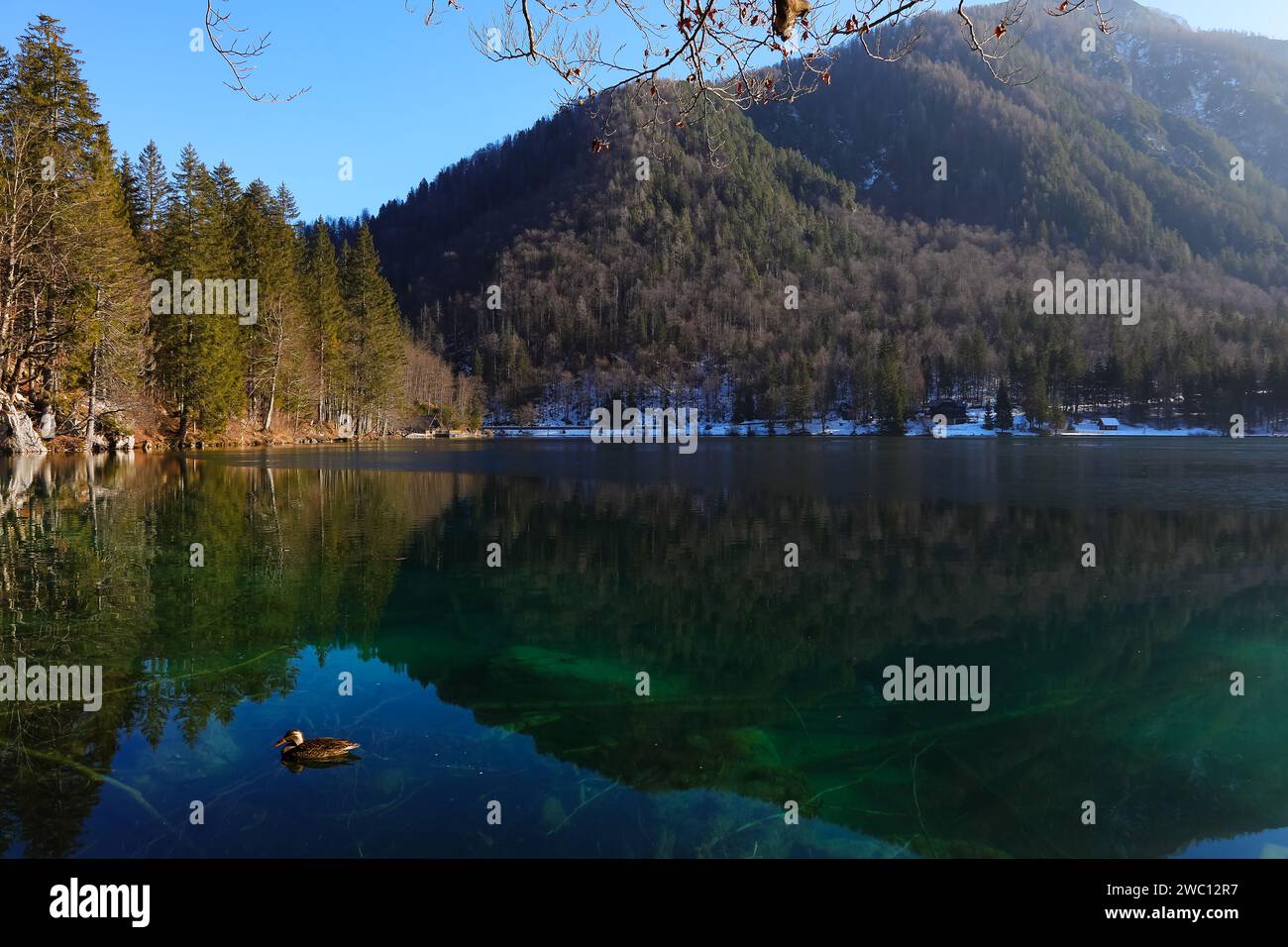 Alpine lake surrounded by mountains and a young duck swimming in the ...