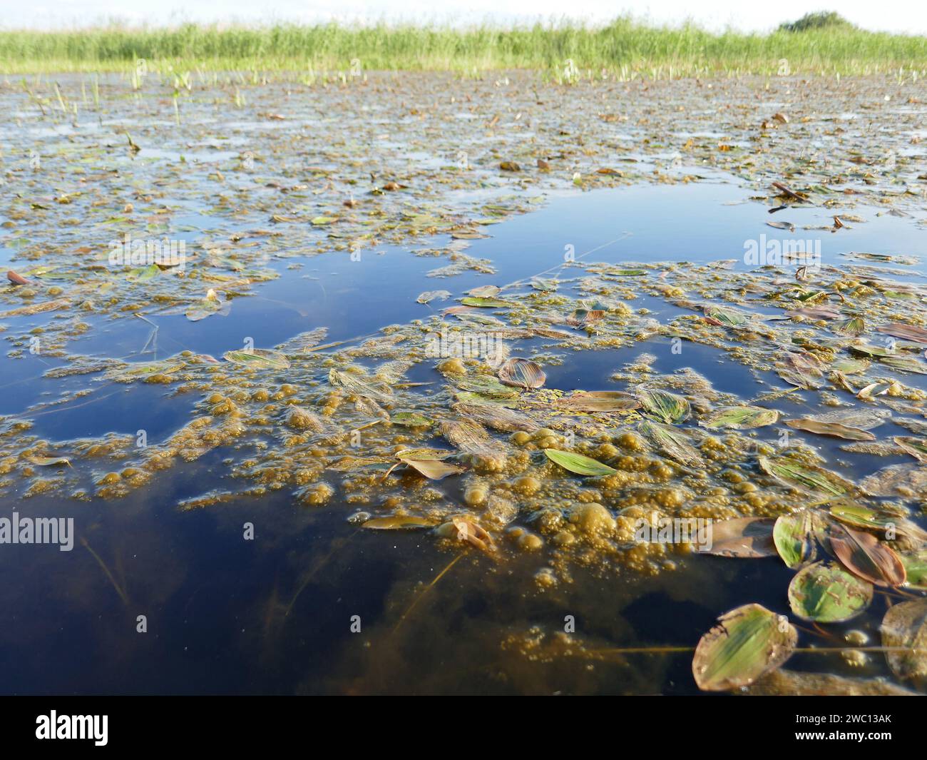 Filamentous alga Pond scum (Spirogyra) as indicator of eutrophication ...