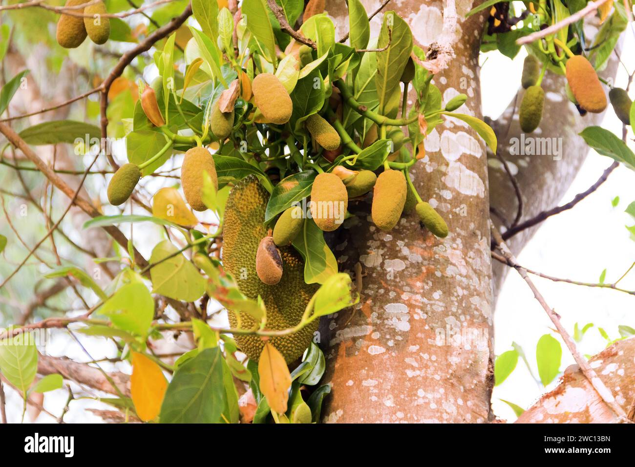Breadfruit on tree, ripe and young fruits of tropical gardens ...