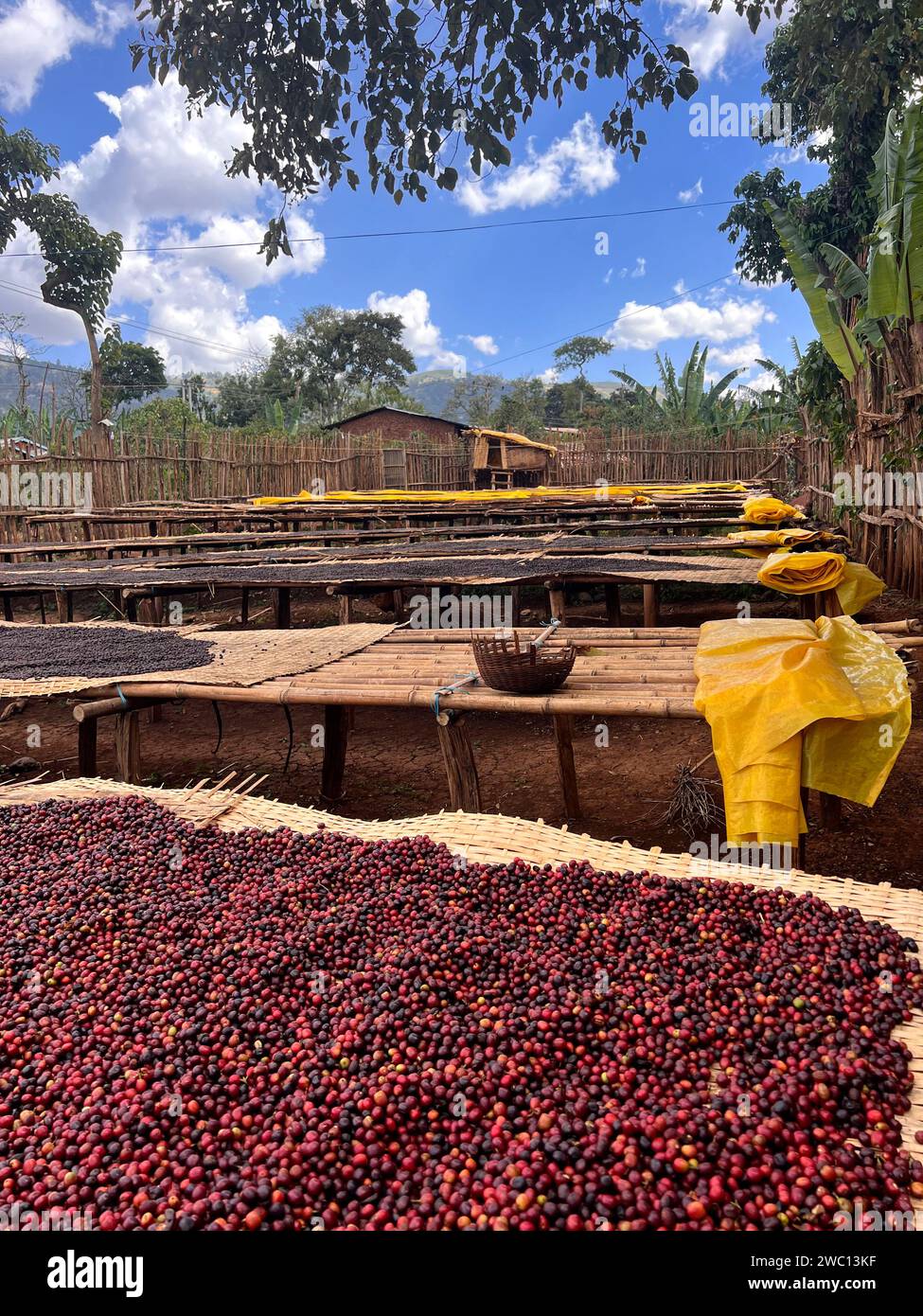 Ethiopian coffee cherries lying to dry in the sun in a drying station ...