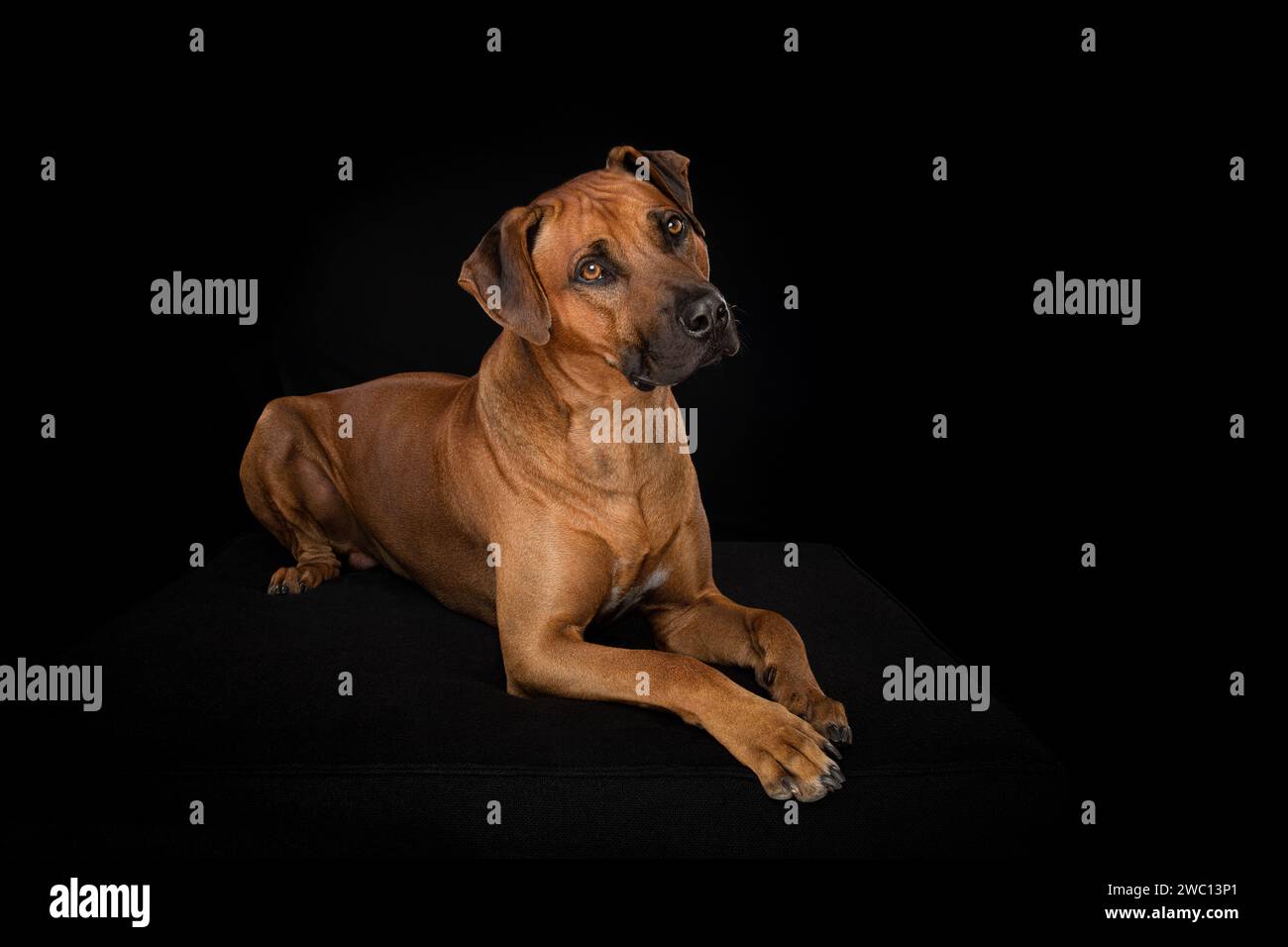 Beautifull rhodesian ridgeback dog lying down on a black couch on a ...