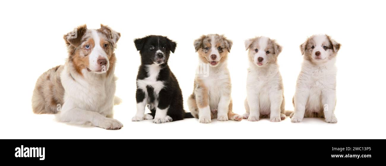 Australian dog family, four puppy's and their mother on a white ...