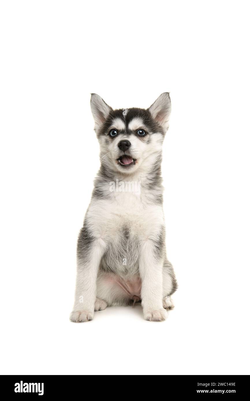 Cute pomsky puppy sitting solated on a white background with mouth open ...