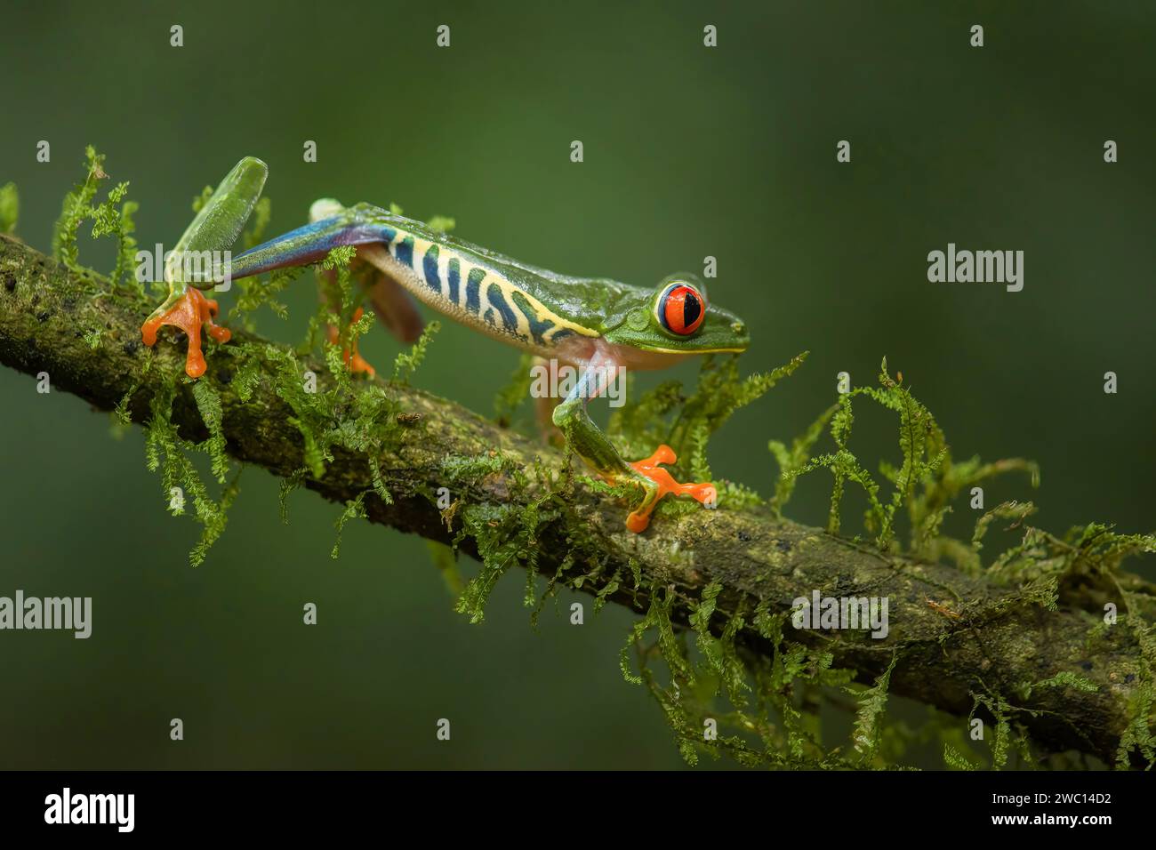 Pretty red eyed tree frog (Agalychnis callidryas) walking on a branch ...