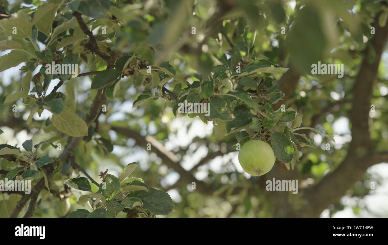 green apple on apple tree with sun peeking through leaves, wide photo ...