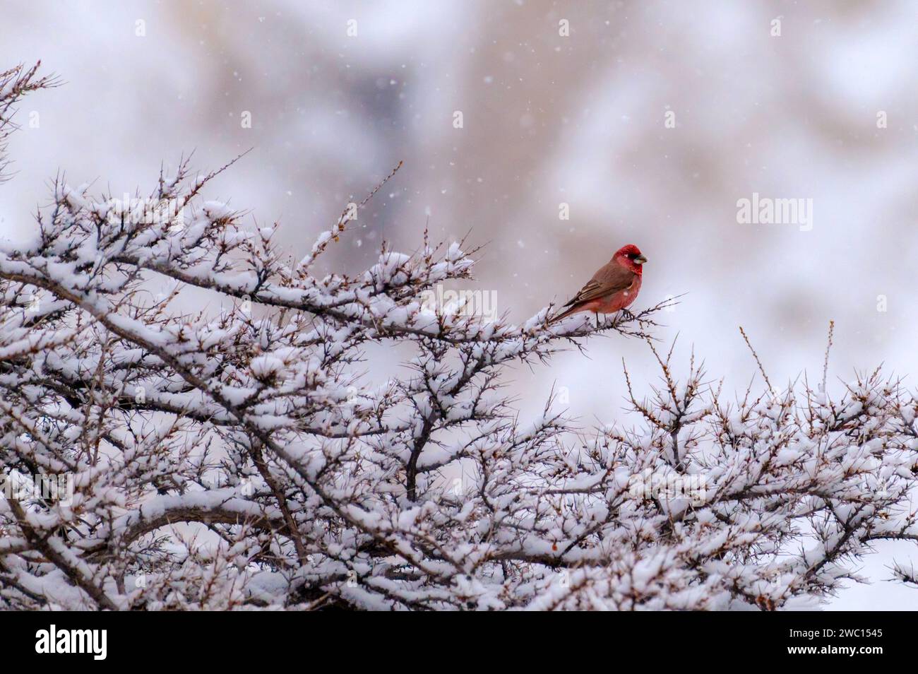 Huza birds hi-res stock photography and images - Alamy