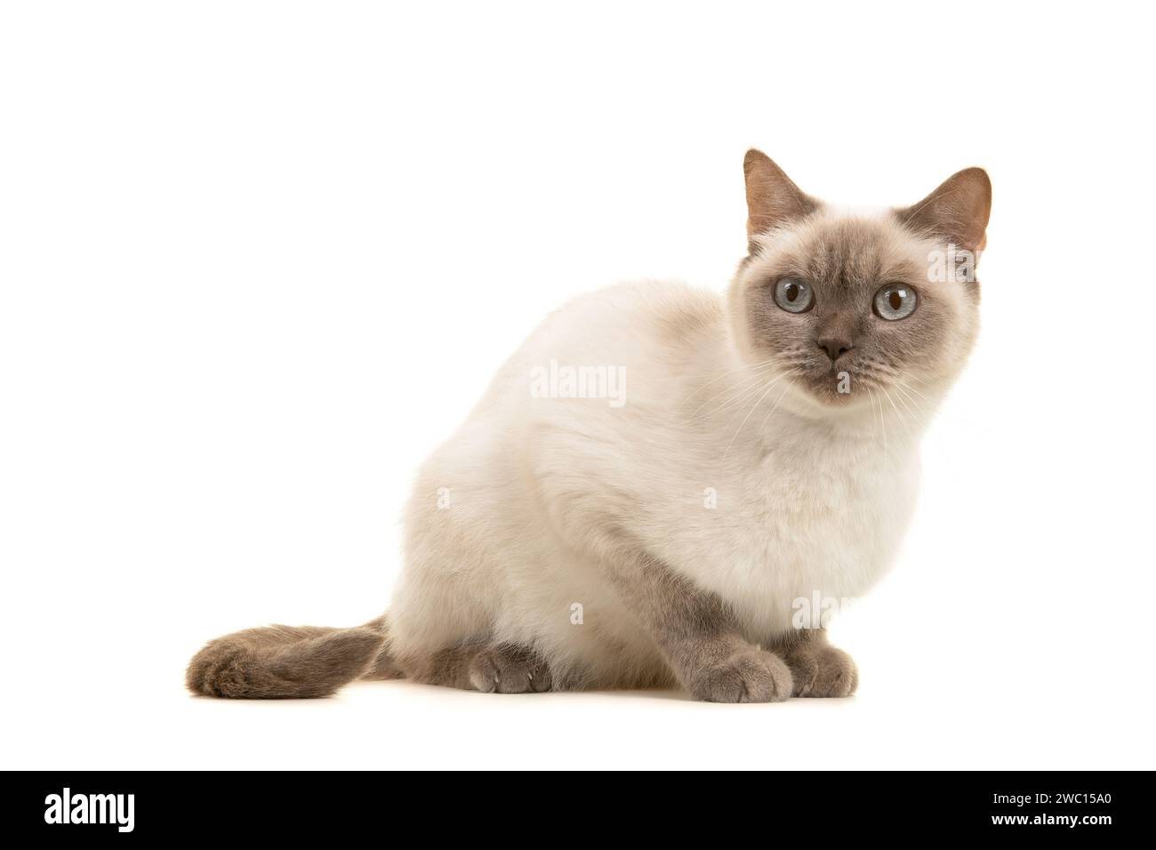 Pretty seal point british shorthair cat looking at the camera seen from ...