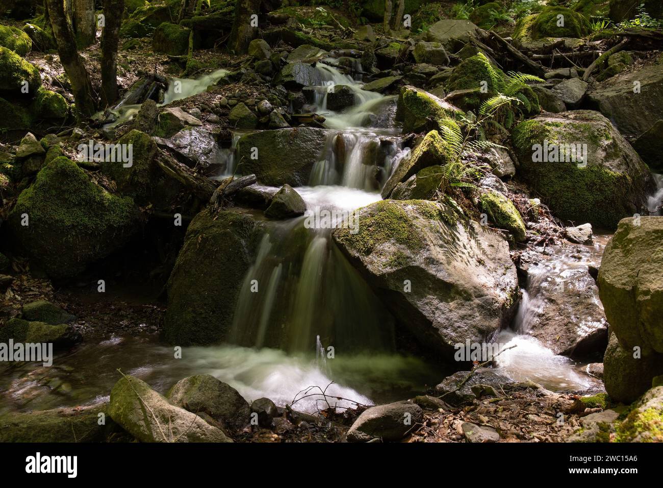 Beautiful river with stones covered with moss Stock Photo - Alamy
