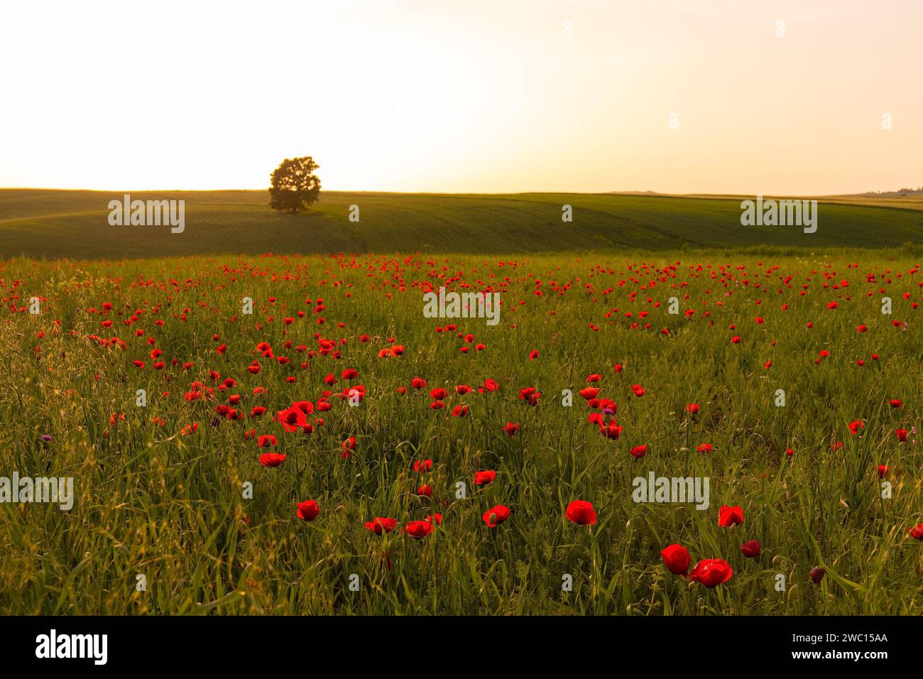 Poppy field at sunset. Ivanovka. Azerbaijan Stock Photo - Alamy