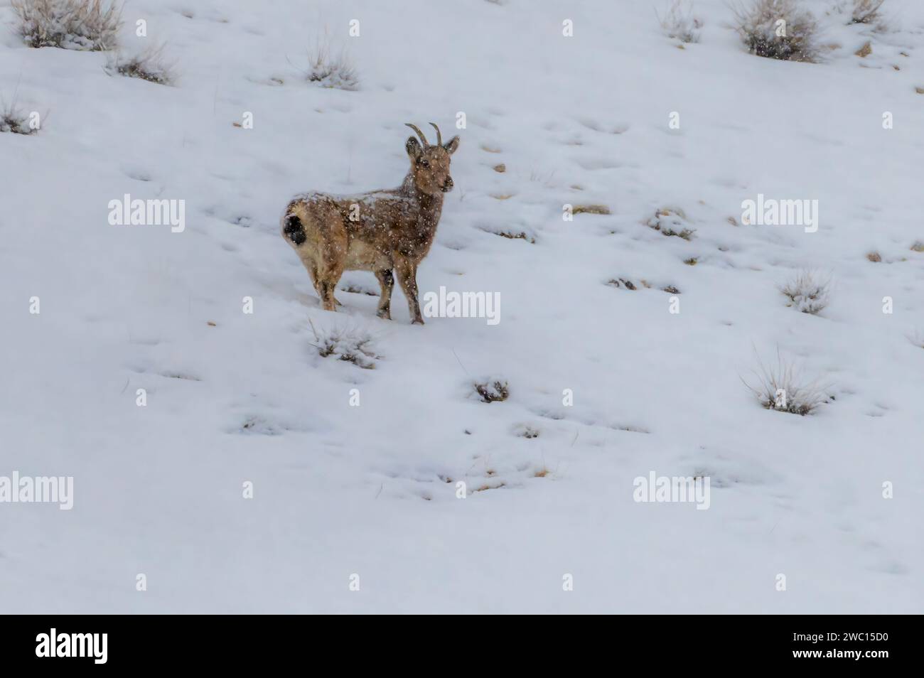 The Himalayan ibex (Capra ibex sibirica), a large and heavily built ...